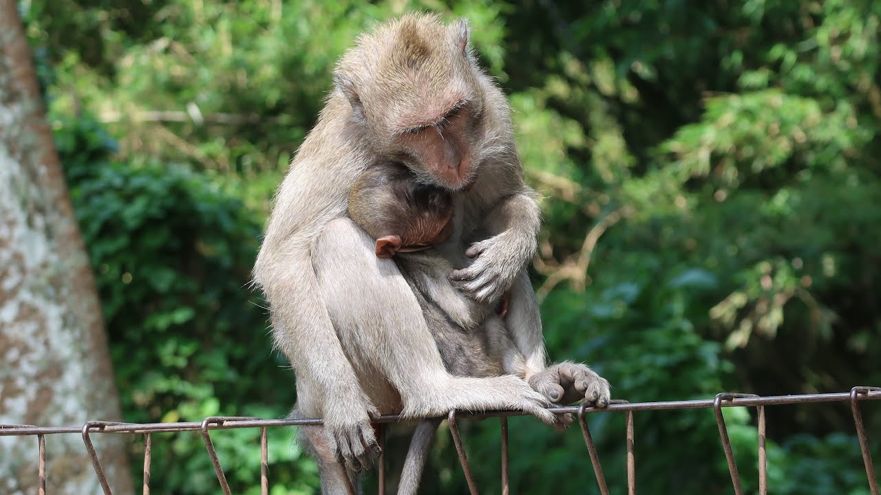 HOW MONKEY SLEEP AT NIGHT ? HOW DO MONKEYS SLEEP AT NIGHT ? MONKEY BABY ...