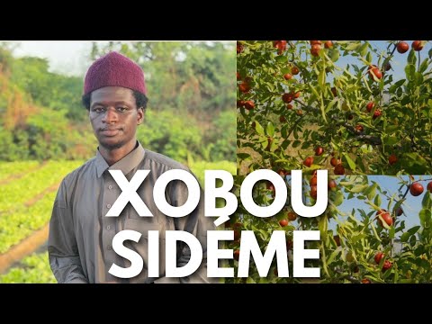 Xobou Sidéme et ses miracles 😱 bayré, oubékou, thiate leep layy dindi Déff😱😱