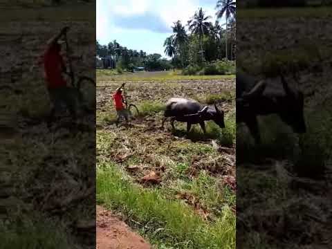Daro sa basakan. Plow in the rice field - YouTube