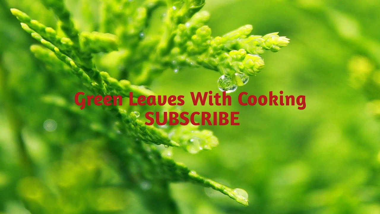 Green leaves with cooking Live Stream - YouTube