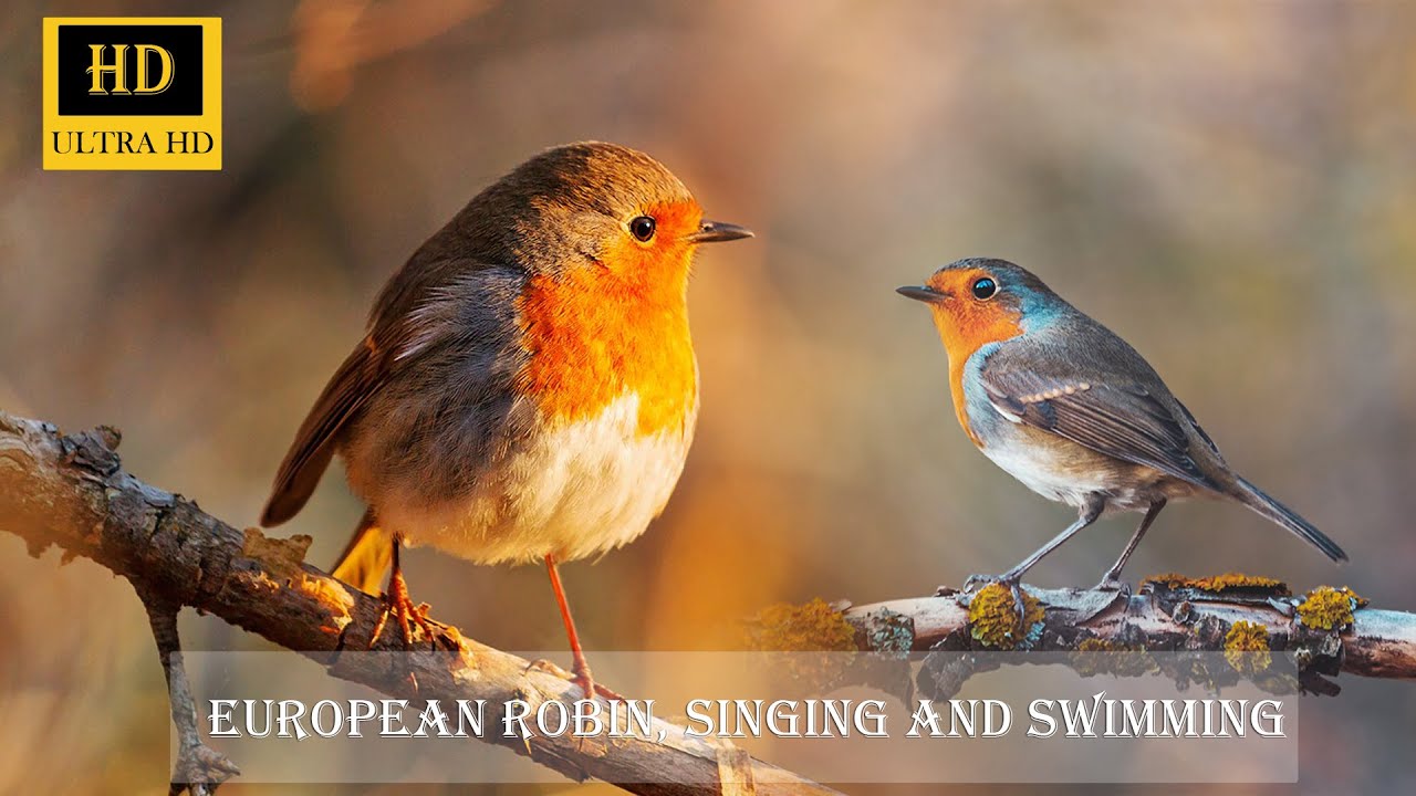 European Robin singing and swimming - YouTube