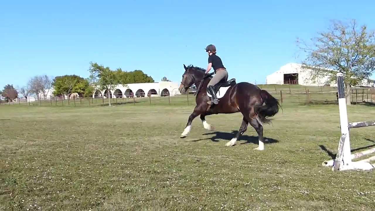 Rowan - Clydesdale Cross - jumping - video #1 - Valley View Ranch - YouTube