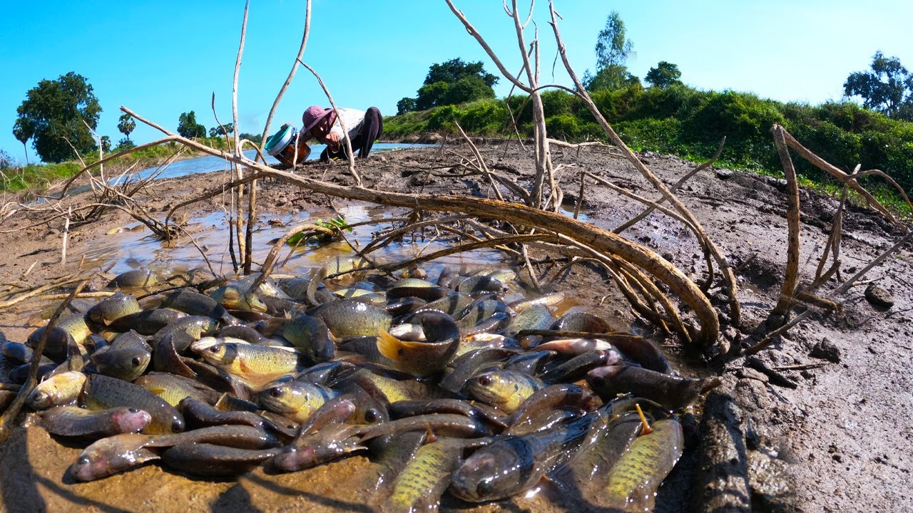 WOW! Amazing Fishing! Catching lot of fish at rice field catch by hand ...