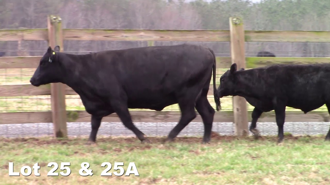Lot 25 & 25A - Blue Q Ranch 10th Annual Production Sale - YouTube