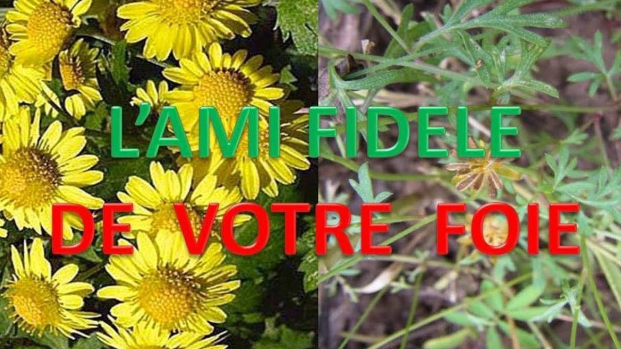 Le Chrysanthellum contre les calculs rénaux et biliaires - YouTube