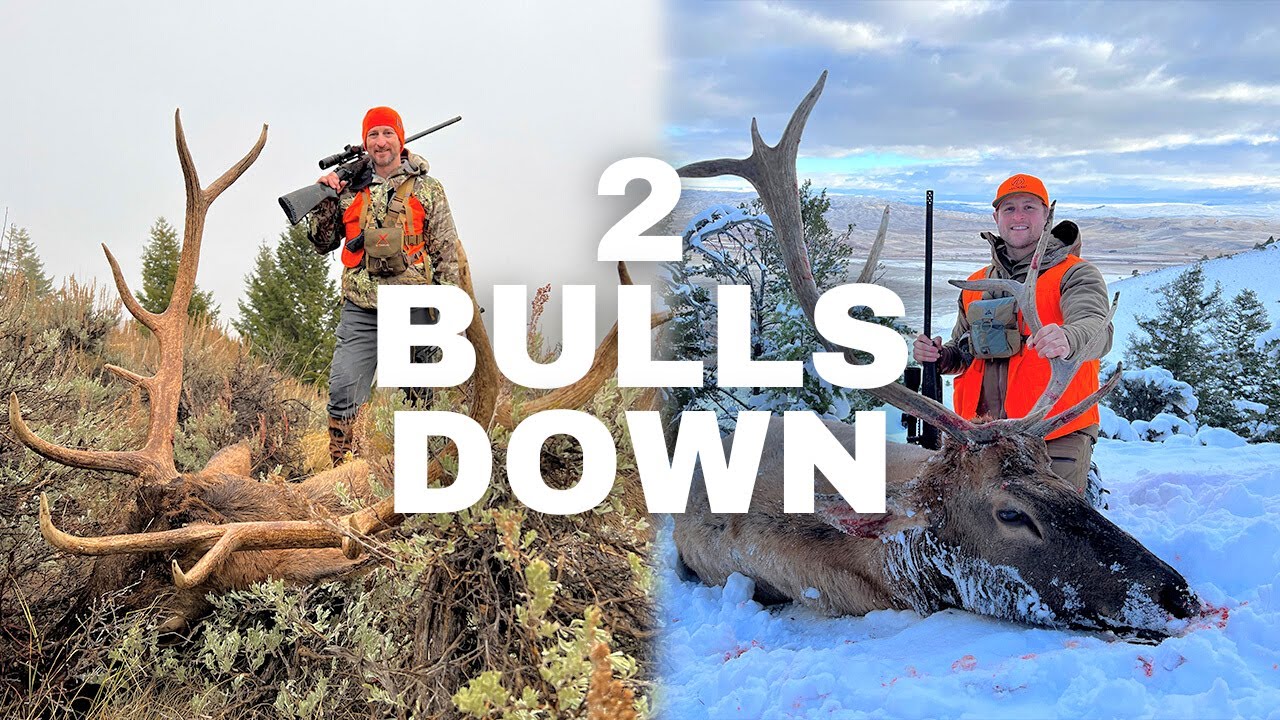 Two BULLS DOWN DIY Montana Elk Hunt With Tyler From Weatherby And Josh two-bulls-down-diy-montana-elk-hunt-with-tyler-from-weatherby-and-josh