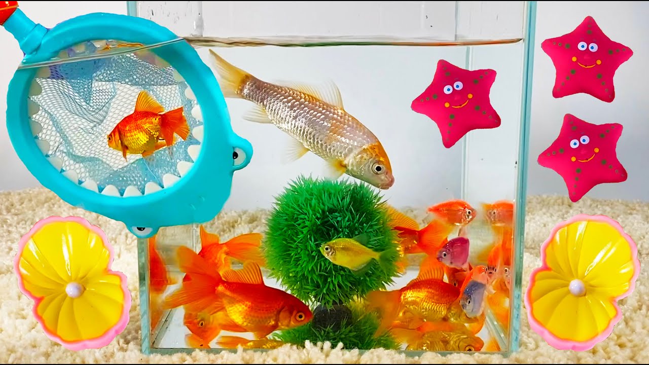 Goldfish, Koi Carp Fish - cute fish video - YouTube