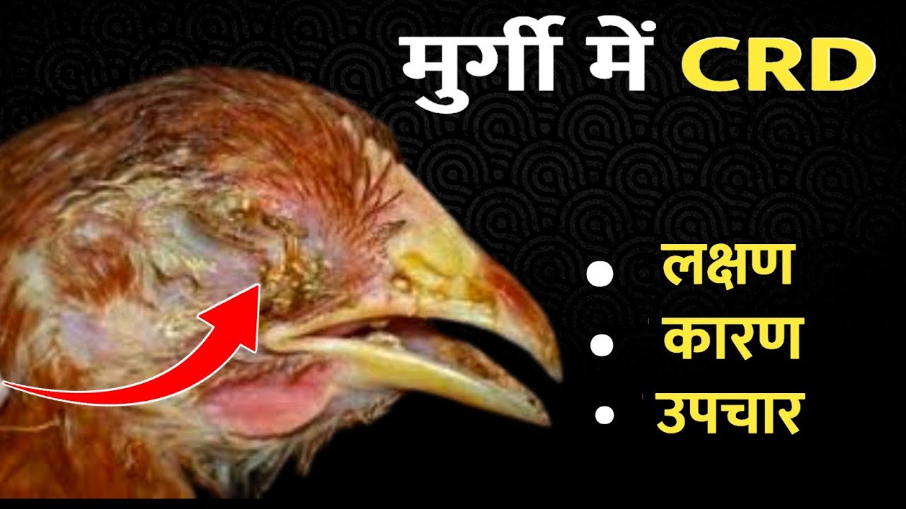 मुर्गी में CRD की बीमारी और इलाज | crd in poultry treatment | CRD In ...