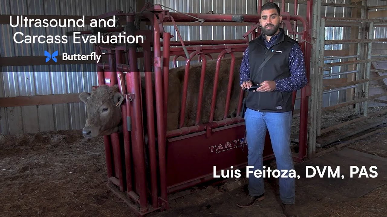 Probe Placement on Cattle for Carcass Evaluation: Ribeye Area, Back Fat ...