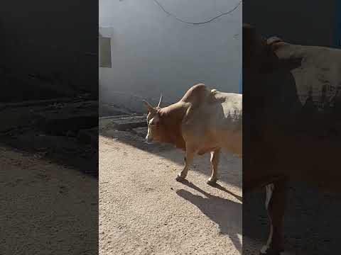 #indian 🐂#desi saandh#bull#shorts #shortsvideo #ytshorts #trending # ...