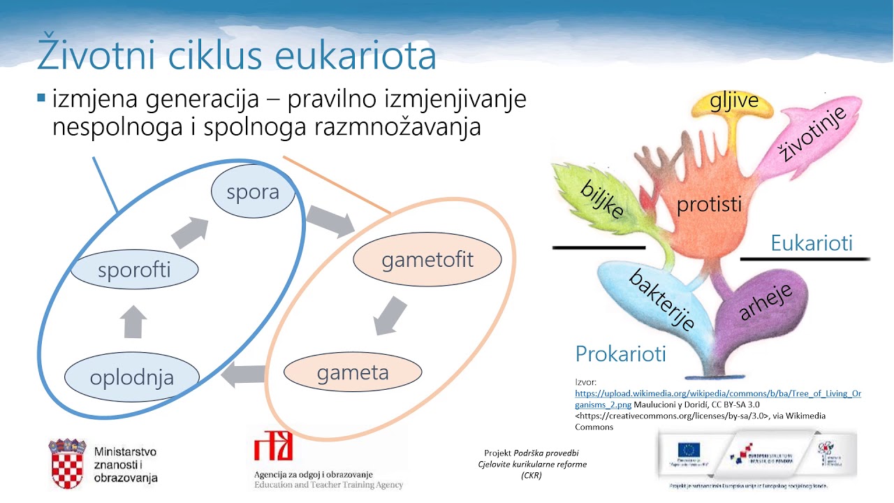 Biologija, 2. r. SŠ - Životni ciklus prokariota, protista i gljiva ...