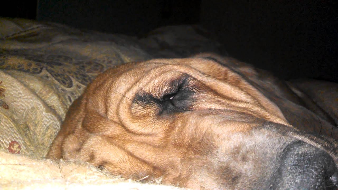 Bloodhound snoring loud - YouTube