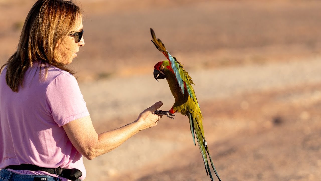 Meet The BirdTricks Consultant: Kim - YouTube