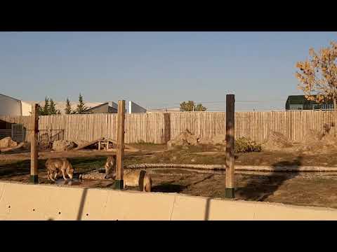 Kayseri hayvanat bahçesinde kurtlar,wolves