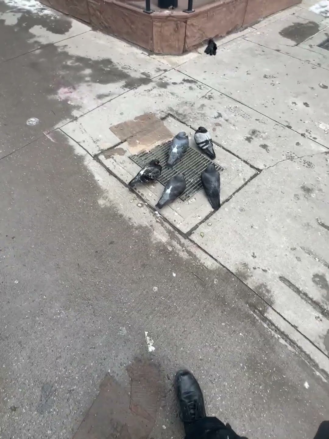 Toronto’s thug pigeons - YouTube