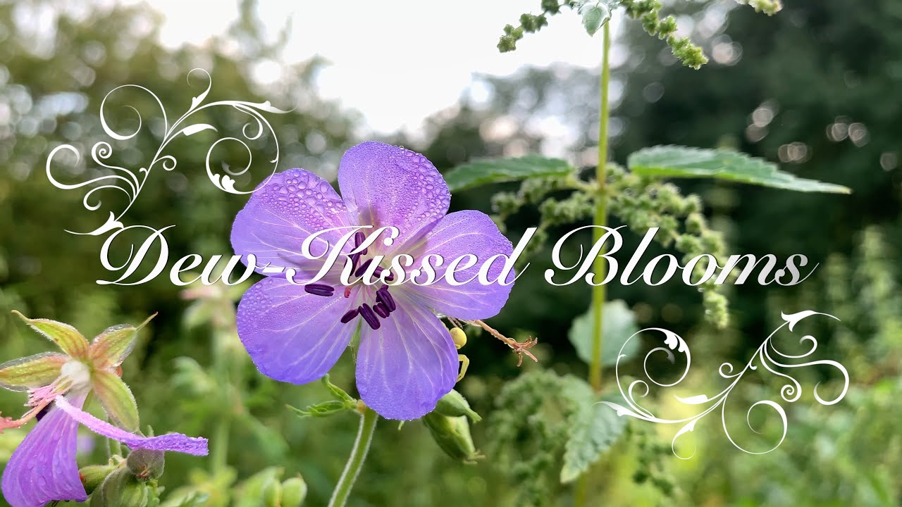 🌸 🌅 🌼 🌞 🌺 ☀️ 🌷 🌄 4K Dew-Kissed Blooms at Sunrise 🌄 🌷 ☀️ 🌺 🌞🌼🌅 🌸 - YouTube