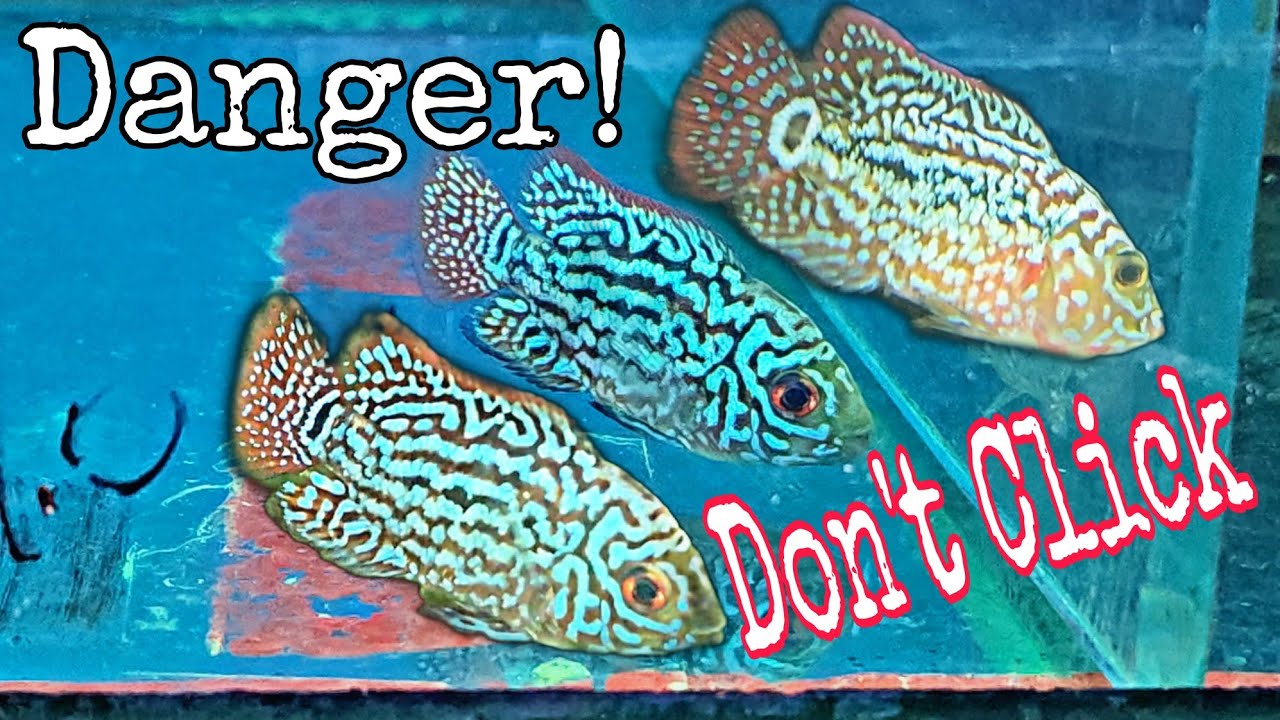 Yuk Cuci Mata ~ Flowerhorn Fish - YouTube