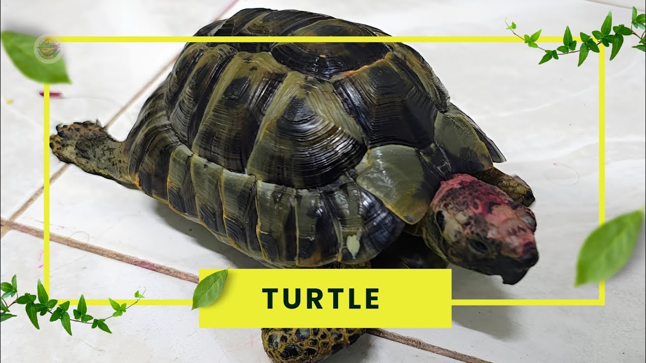 TURTLE #turtle #turtles #animallover #animalfacts #animals #shortsfeed ...