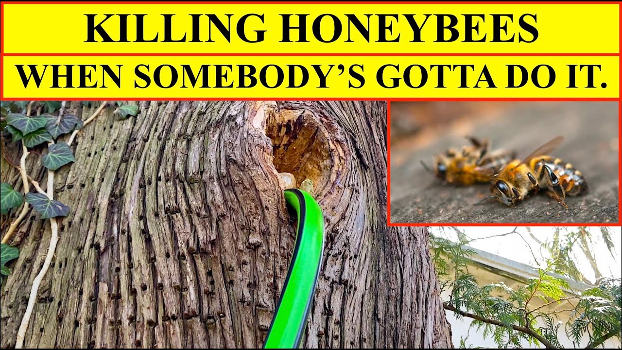 KILLING HONEYBEES...WHEN SOMEBODY'S GOTTA DO IT. The Sad Reality in the ...