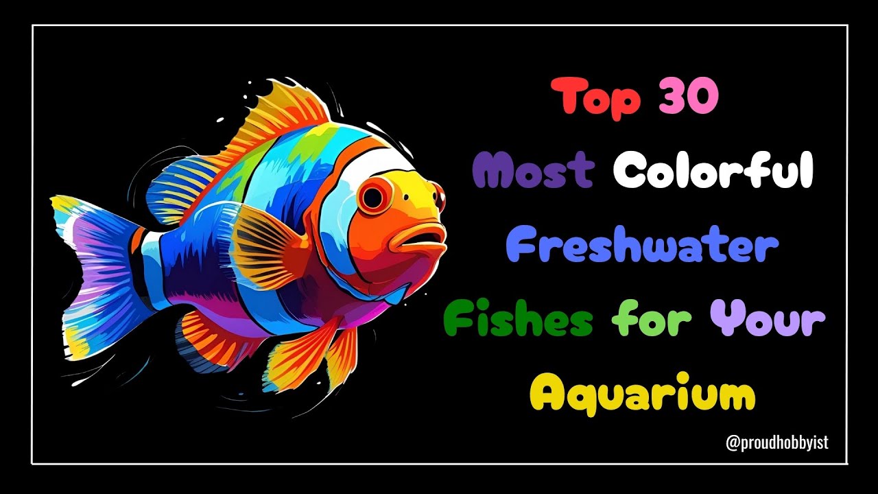 Best 30 Colorful Freshwater Aquarium Fish That Will Blow Your Mind ...
