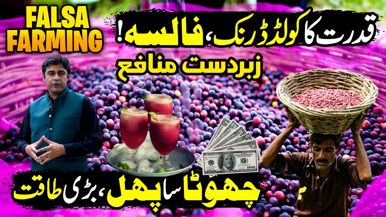 Falsa Farming in Pakistan 🍇 | Billion-Dollar Success 🇵🇰 | Kissan Ka ...
