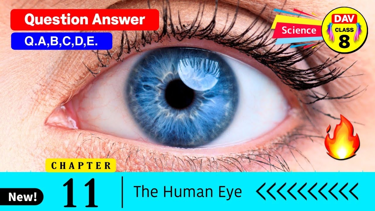 The Human Eye Dav Class 8 Science Chapter 11 Question Answer Dav Public School Q A B C D E the-human-eye-dav-class-8-science-chapter-11-question-answer-dav-public-school-q-a-b-c-d-e