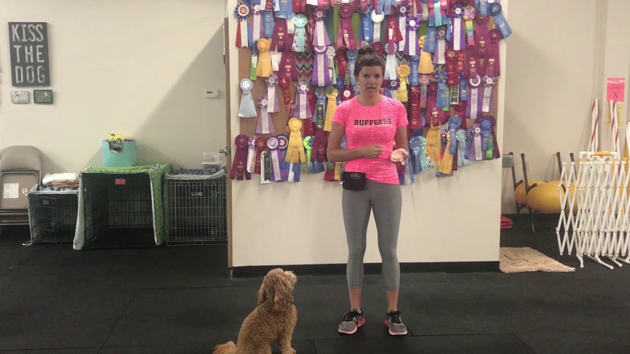 Teaching your Dog to do a Nose Touch | Ruffgers Dog University | Naples ...