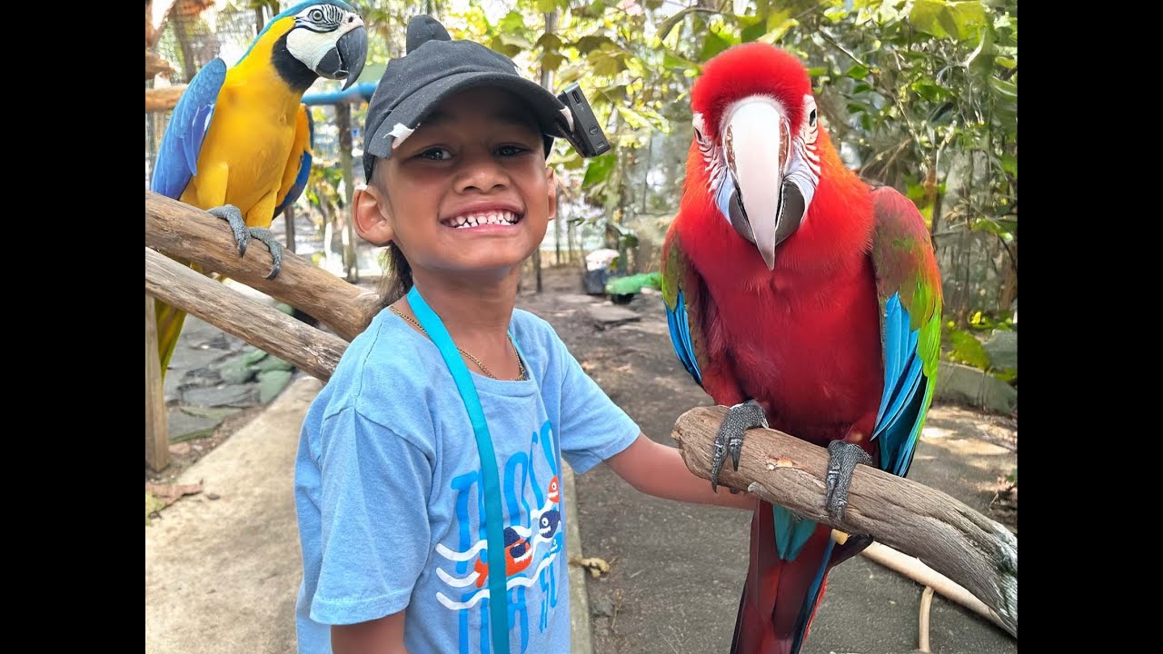 Keimyn survives a parrot attack! - YouTube