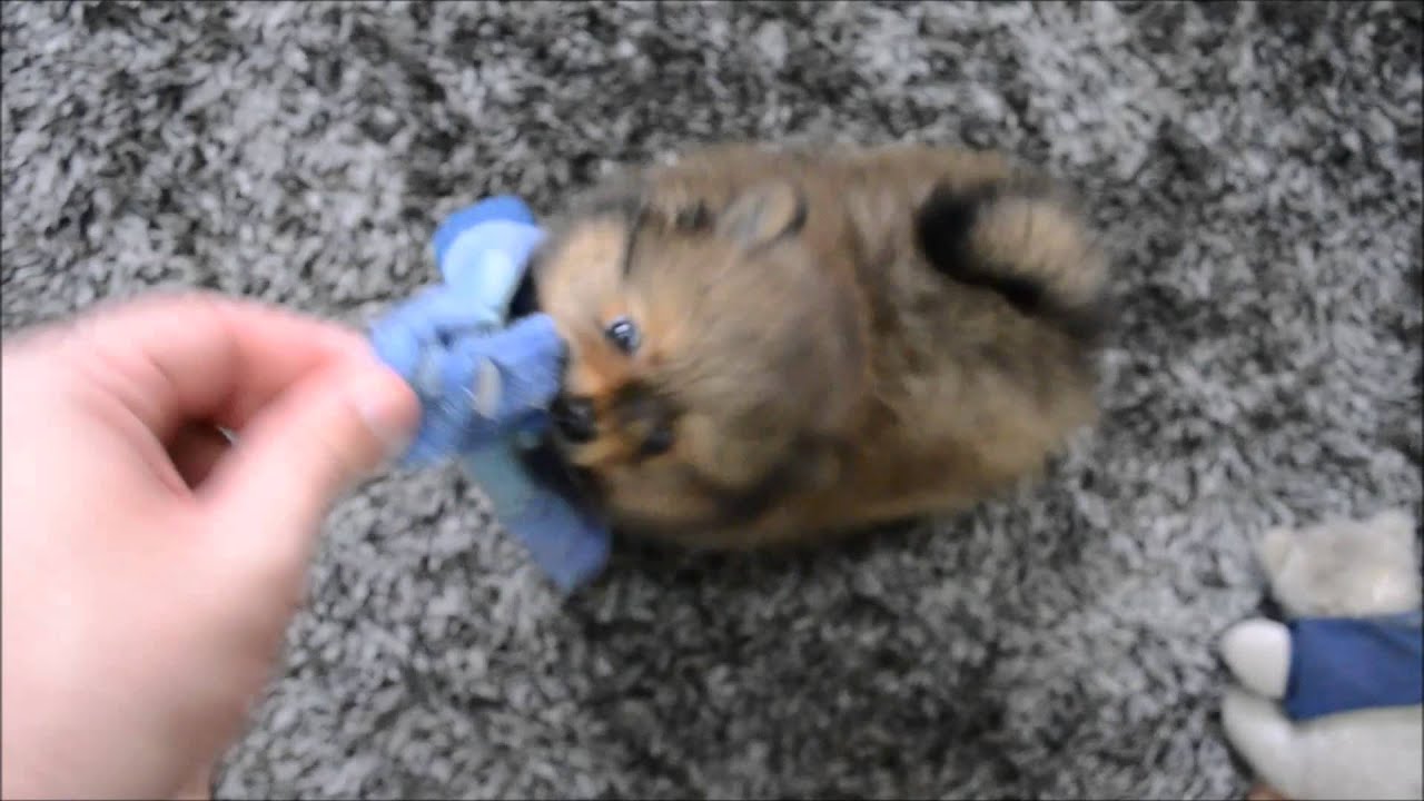 Max - Spitz Alemão Anão - Lulu da Pomerânia - YouTube