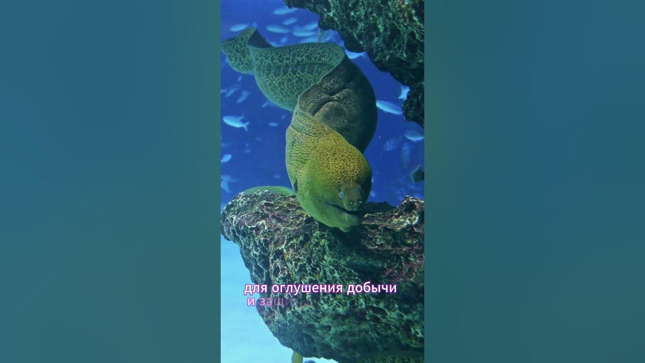 Насколько мощны угри загадочные интересныефакты топ5 путешествия необычныеместа