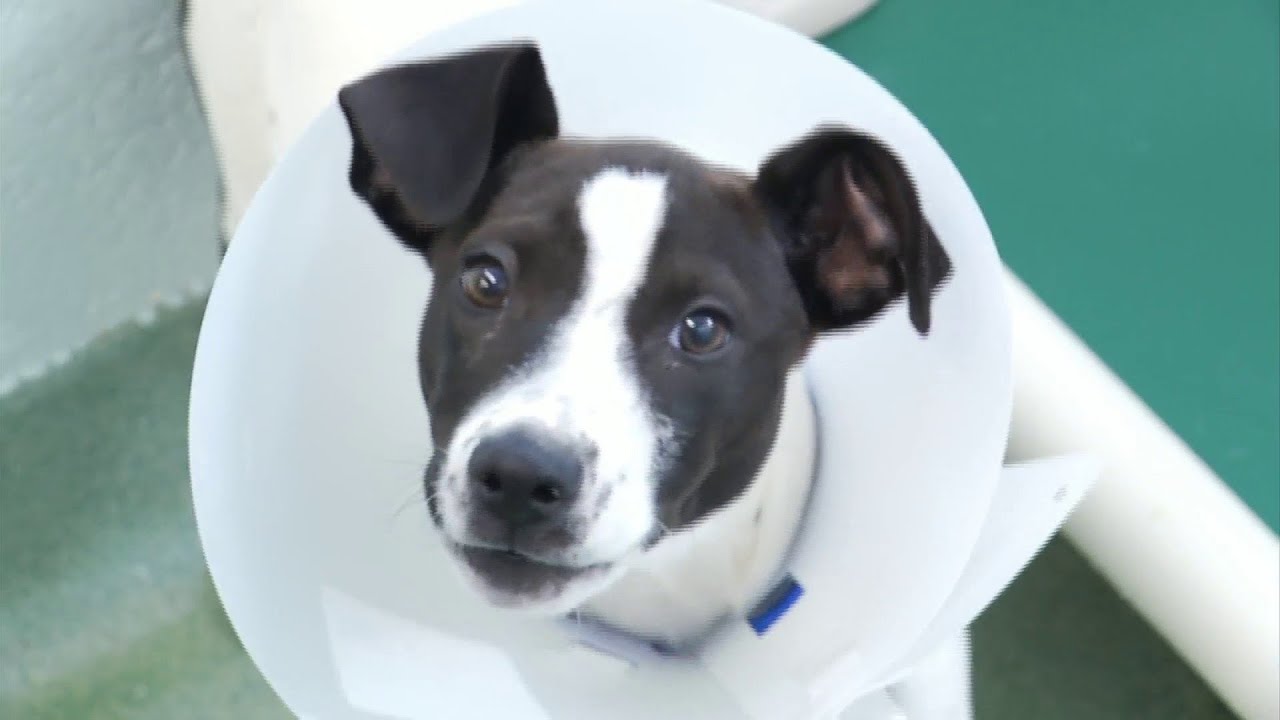 Roanoke Valley SPCA To Temporarily Shut Its Doors For Repairs YouTube roanoke-valley-spca-to-temporarily-shut-its-doors-for-repairs-youtube