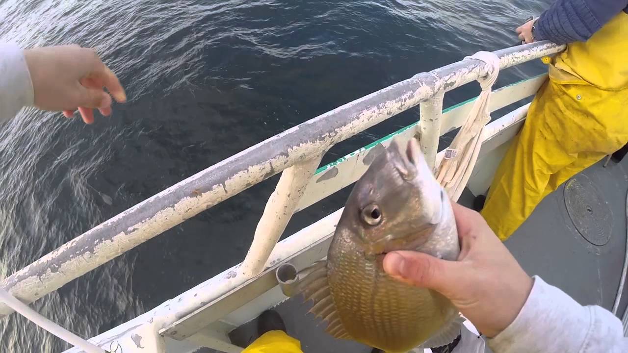 Fishing aboard The Viking Part 2 for Sea bass, Porgies, and Cod ...