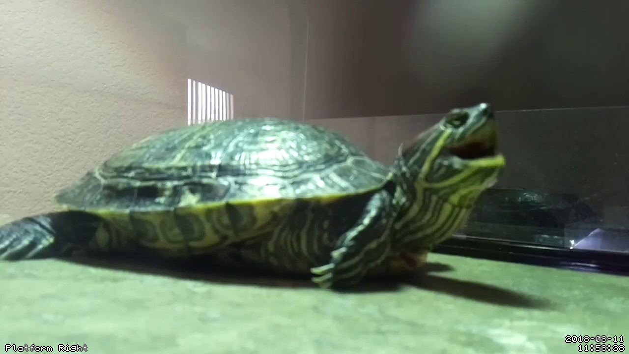 Watch a Turtle | Yawning - YouTube