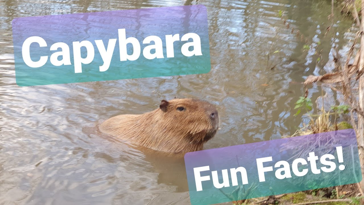 Capybara FUN FACTS! #13 Capybara Bringing the Zoo to you - Hanwell Zoo ...