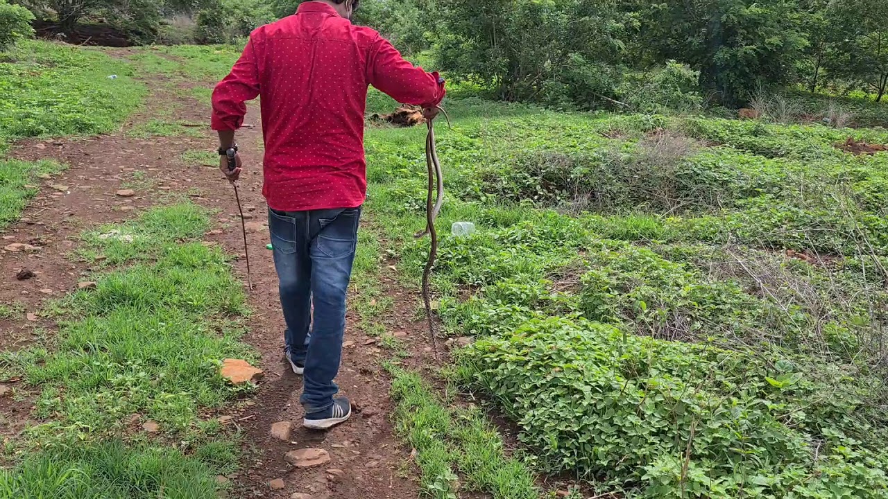 Snake Taskar Sarp mitra Shyam pimpare - YouTube