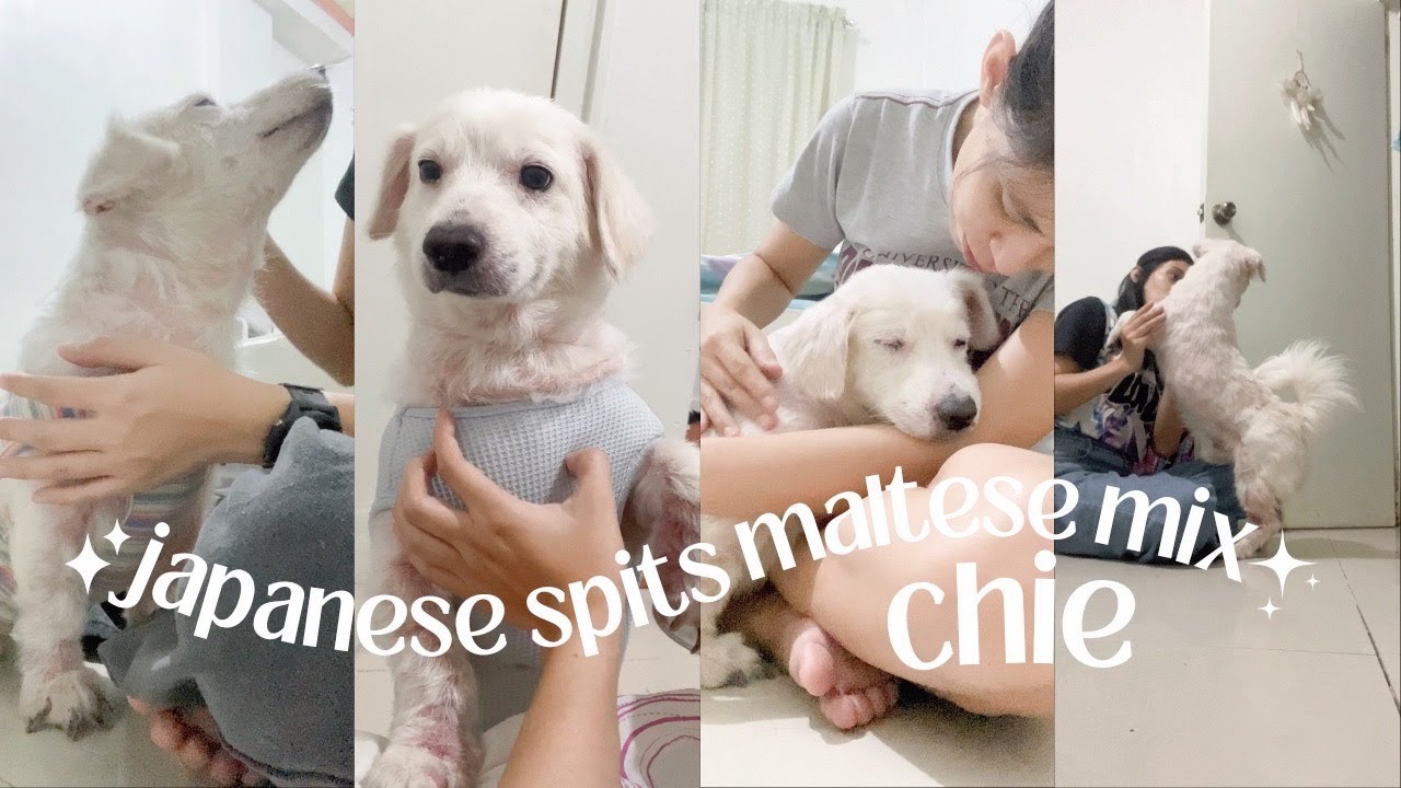 JAPANESE SPITZ MALTESE MIX | Chie this 2022 - YouTube