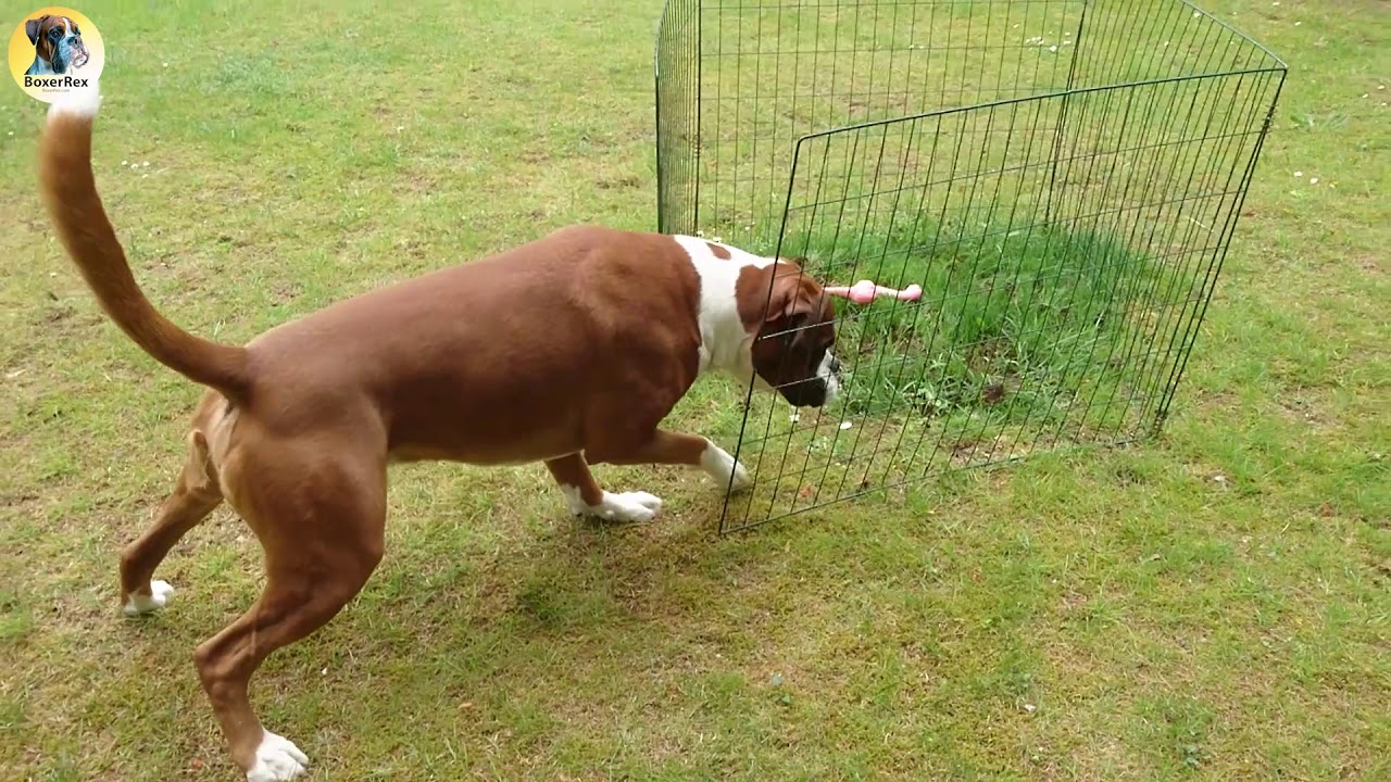 How Boxer Dog Rex Overcomes His Fear! - YouTube