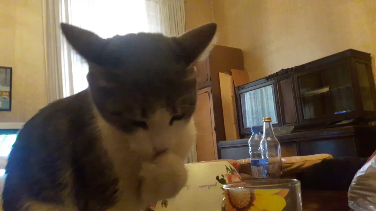 Cat Drinking Coffee - *Funny* - YouTube