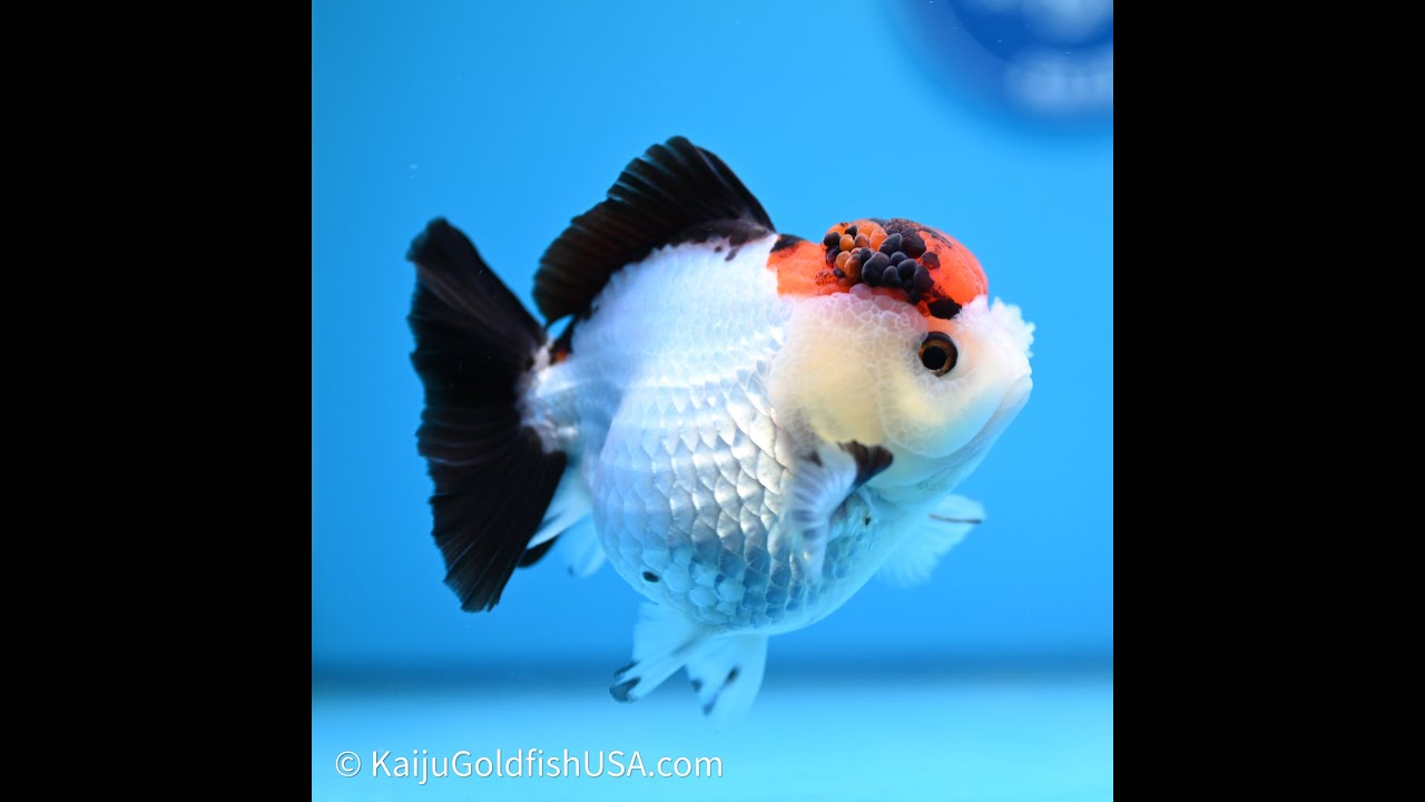 Red Cap Tricolor YuanBao Oranda 3.5in body (240607_OR07) - YouTube