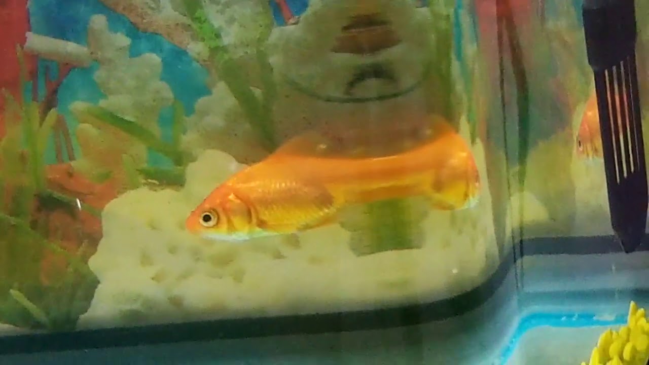 Home For 2 Little Gold Fish, Little Aquarium - YouTube