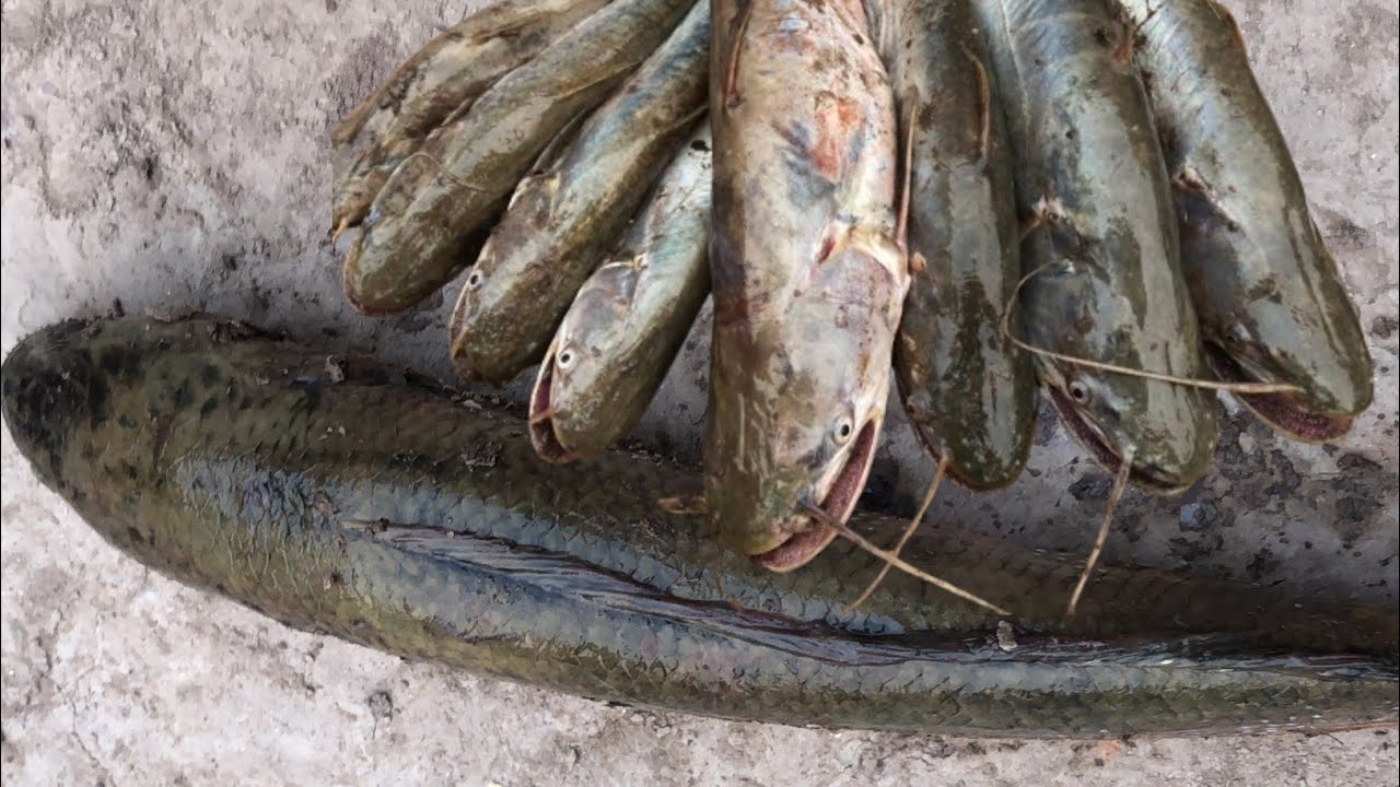 Sol fish ka shikar aur Kala rahu Ravi dariya ki dhan live vlog #solfish ...