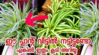 SPIDER PLANT ഈ പ്ലാന്റ് നട്ടിട്ടുണ്ടോ എങ്കിൽ ഇതു ശ്രദ്ധിക്കൂ|RIBBON PLANT MALAYALAM|care|valam