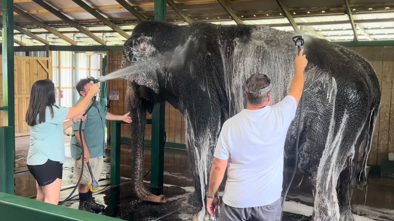 Myakka Elephant Ranch Care Workshop - YouTube