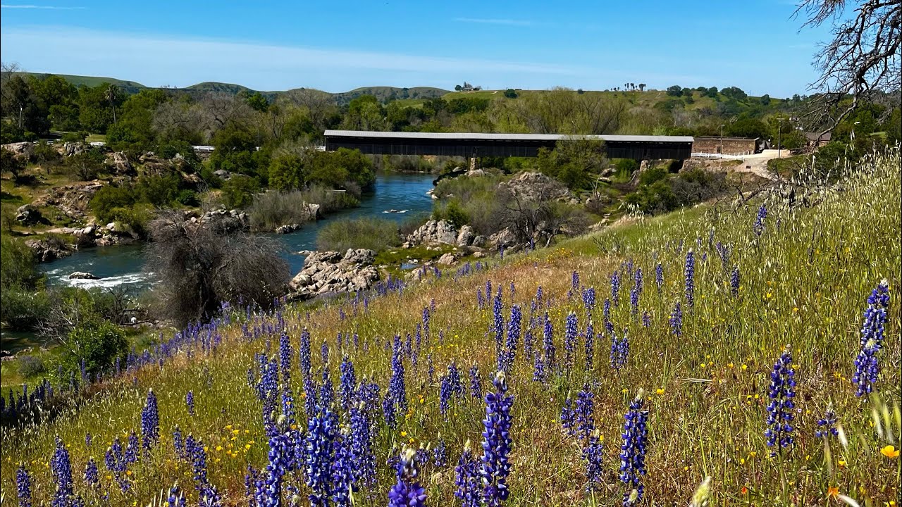 Wildflower hike at Knights Ferry Recreation Area, Knights Ferry ...
