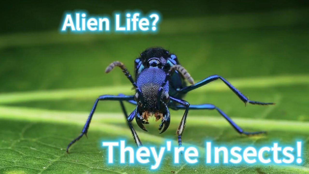 Alien Life? They're Insects! | 外星生命？它们是昆虫！ | E1 - YouTube
