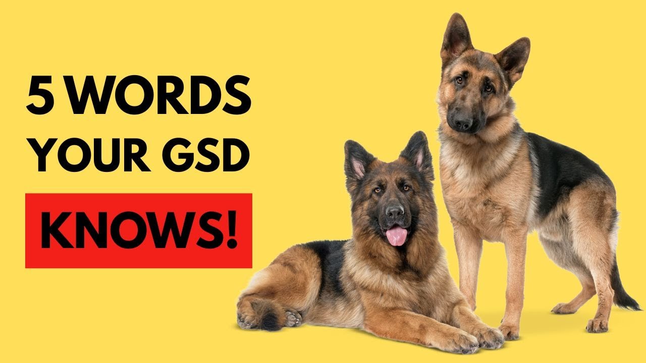 5 Unique Words Your German Shepherd Actually Understands | Science ...