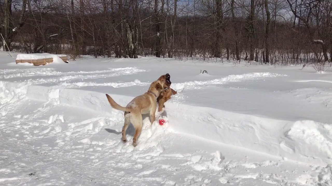 Fun in the snow - YouTube