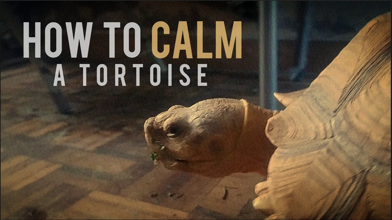 How to CALM a Tortoise ? ? ? - YouTube
