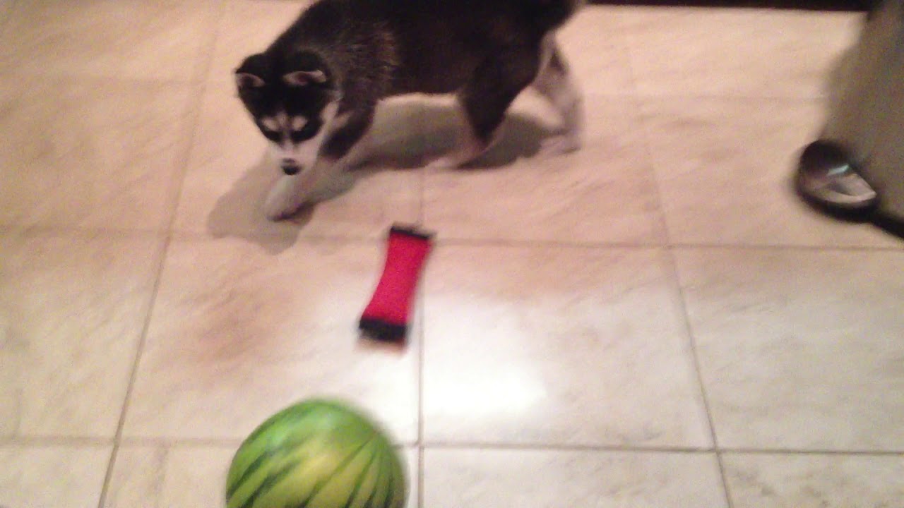 Husky Meets a Watermelon - YouTube