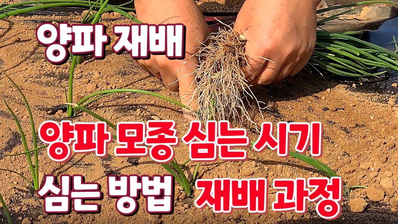 양파 모종 심는 시기 양파 재배 과정 간단히 정리해 봄 양파 모종 심는 시기와 심는 방법 심는 깊이 Youtube